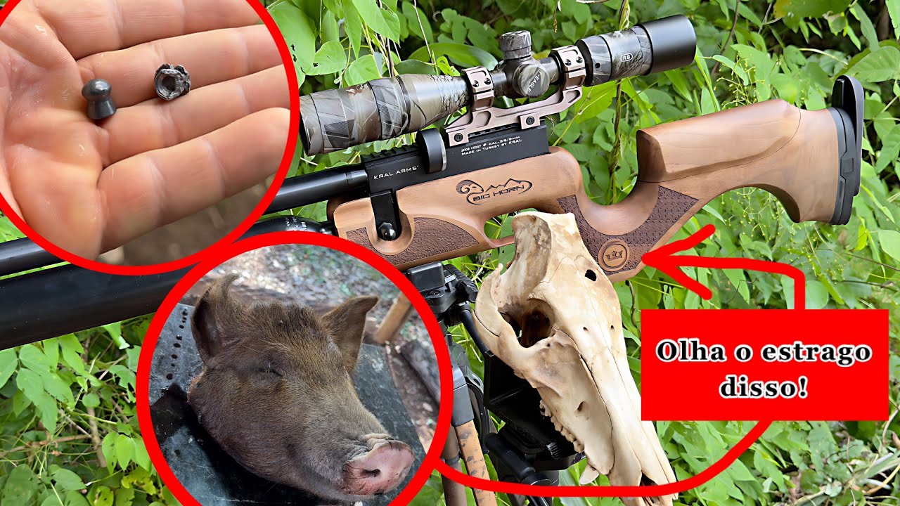 Achei o chumbinho que Derrubou o Porcão! - YouTube