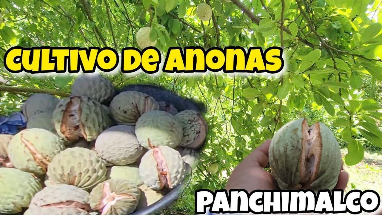 CULTIVO DE ANONAS EN CANTON LAS BARROSAS PANCHIMALCO - YouTube