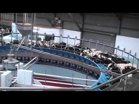 Fullwood+Rotary+Abreast+Milking+Parlour - YouTube