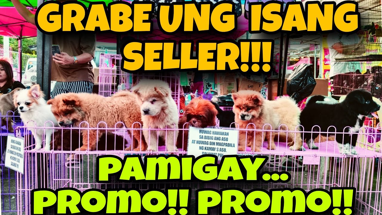 GROTTO PET MARKET CHRISTMAS SALE December 24, 2023 - YouTube