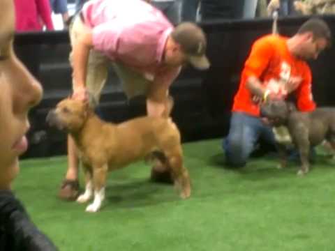 ABKC Regionals St.Louis// Champion Class /2nd show - YouTube