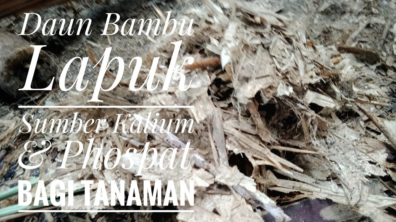 Daun Bambu Lapuk, Sumber Kalium & Phospat bagi Tanaman - YouTube