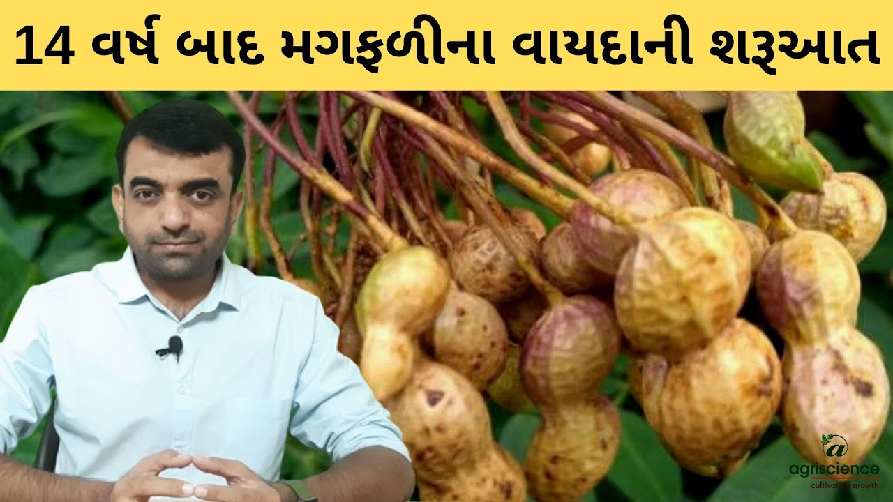 મગફળીના ખેડૂતો માટે મહત્વના સમાચાર | Magfadi | Agriscience - YouTube