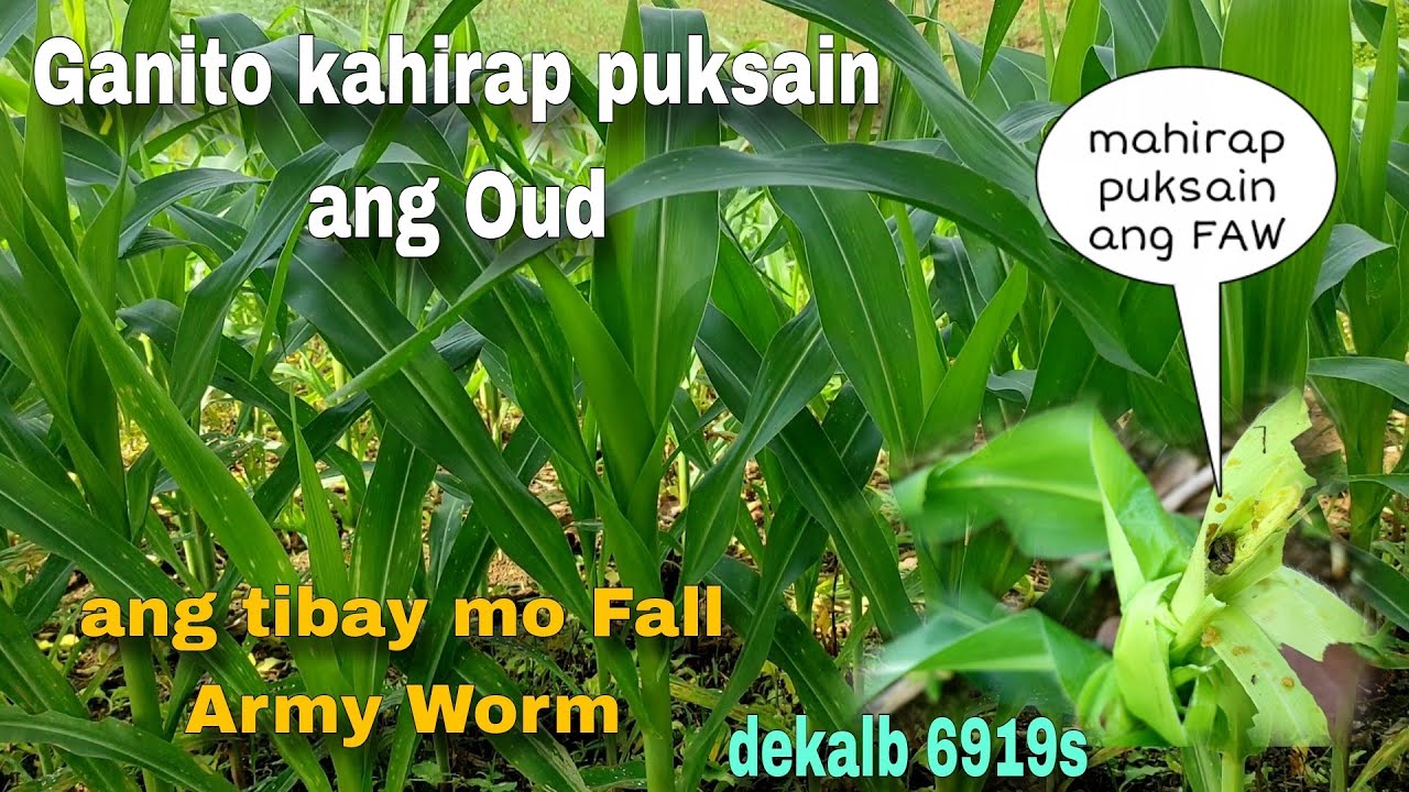 Fall Army Worm Mahirap Puksain | jo wel - YouTube