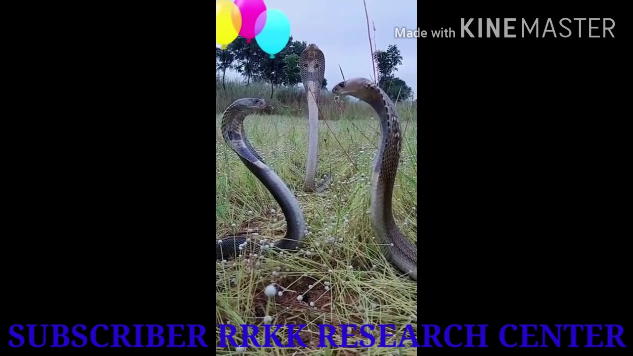 Amazing snake dance - YouTube