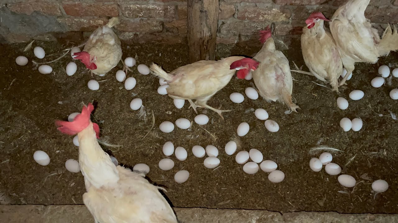 Hen Farming | Hen Farming Business | Hen Farm | Part 146 - YouTube