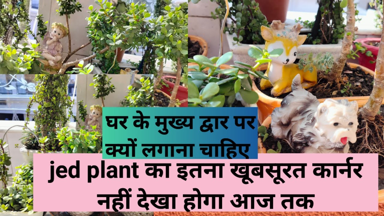 How to care jed plant//complete care of jed plant#jed plant#trending # ...