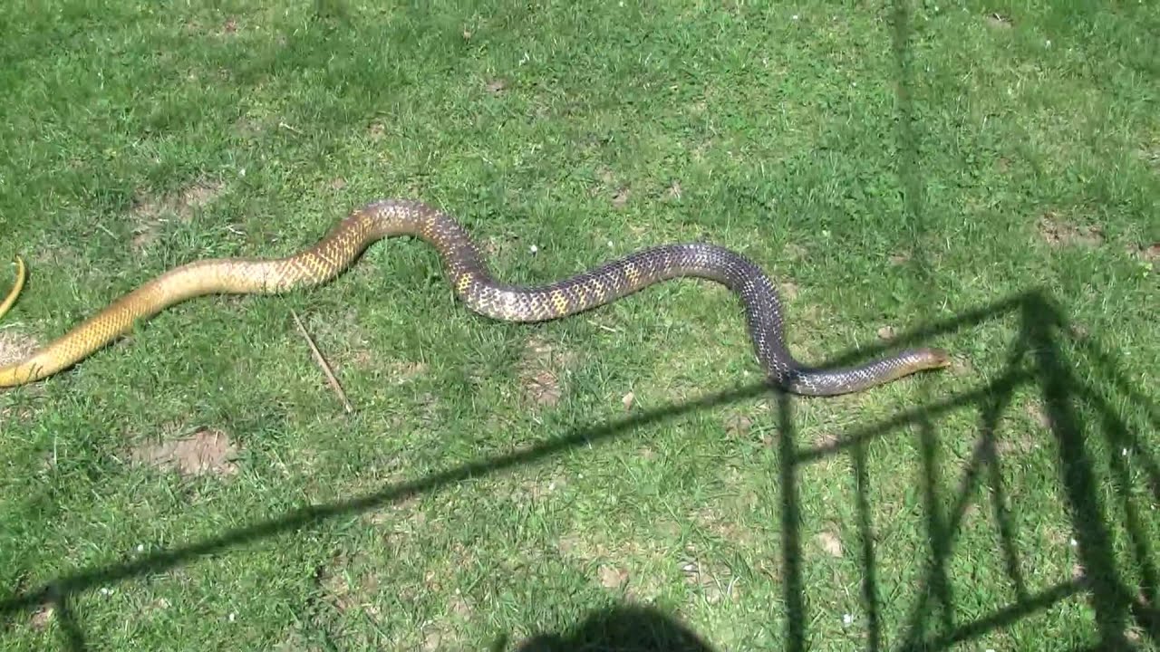 yellow tail cribo adult female - YouTube