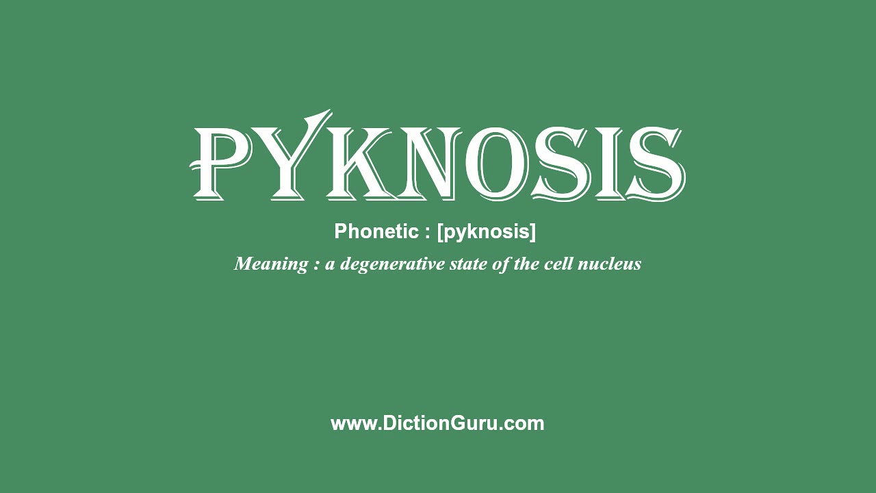 pyknosis: Pronounce pyknosis with Meaning, Phonetic, Synonyms and ...