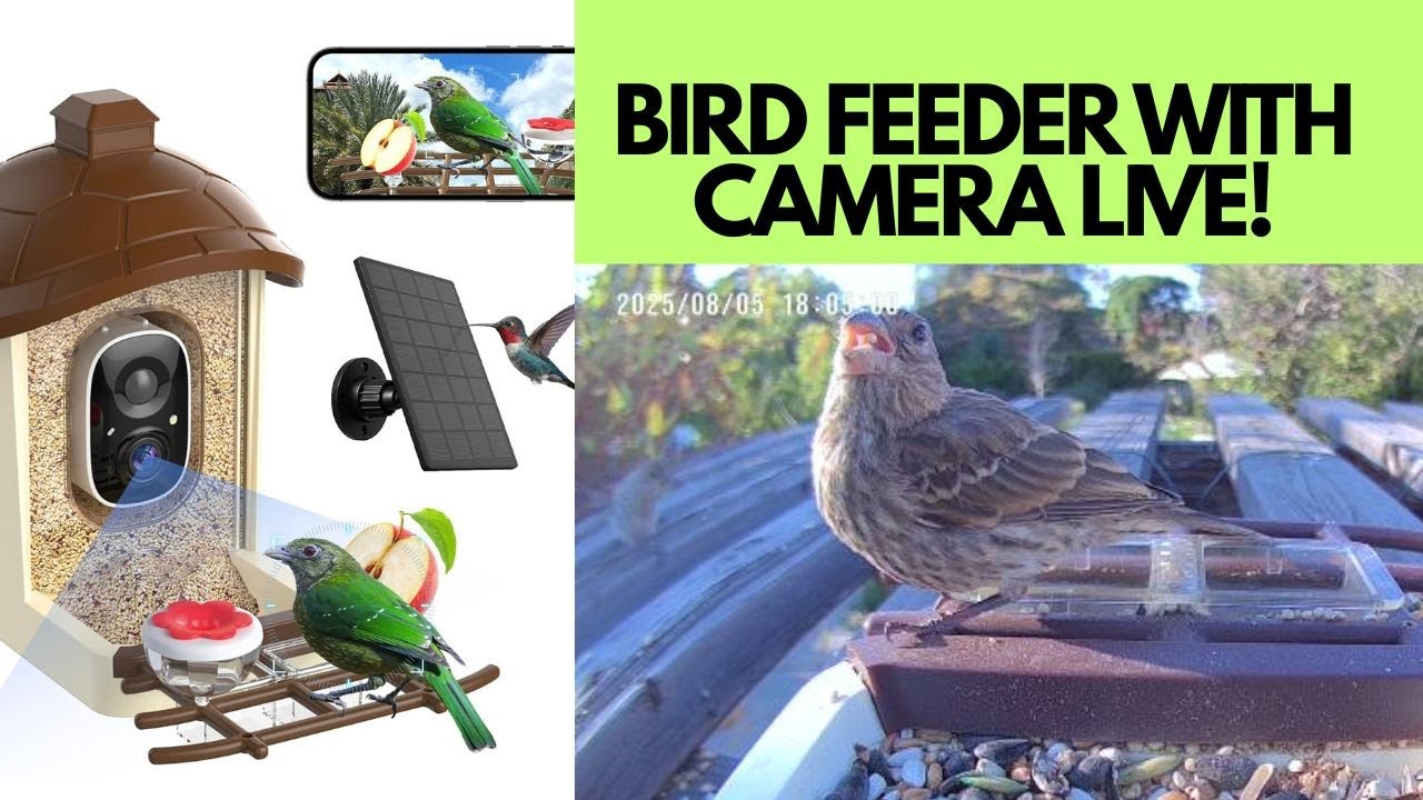 Live Bird Feeder Cam – Eating Time Turns Into a Bird Brawl! 🐦🍽️🤣 - YouTube
