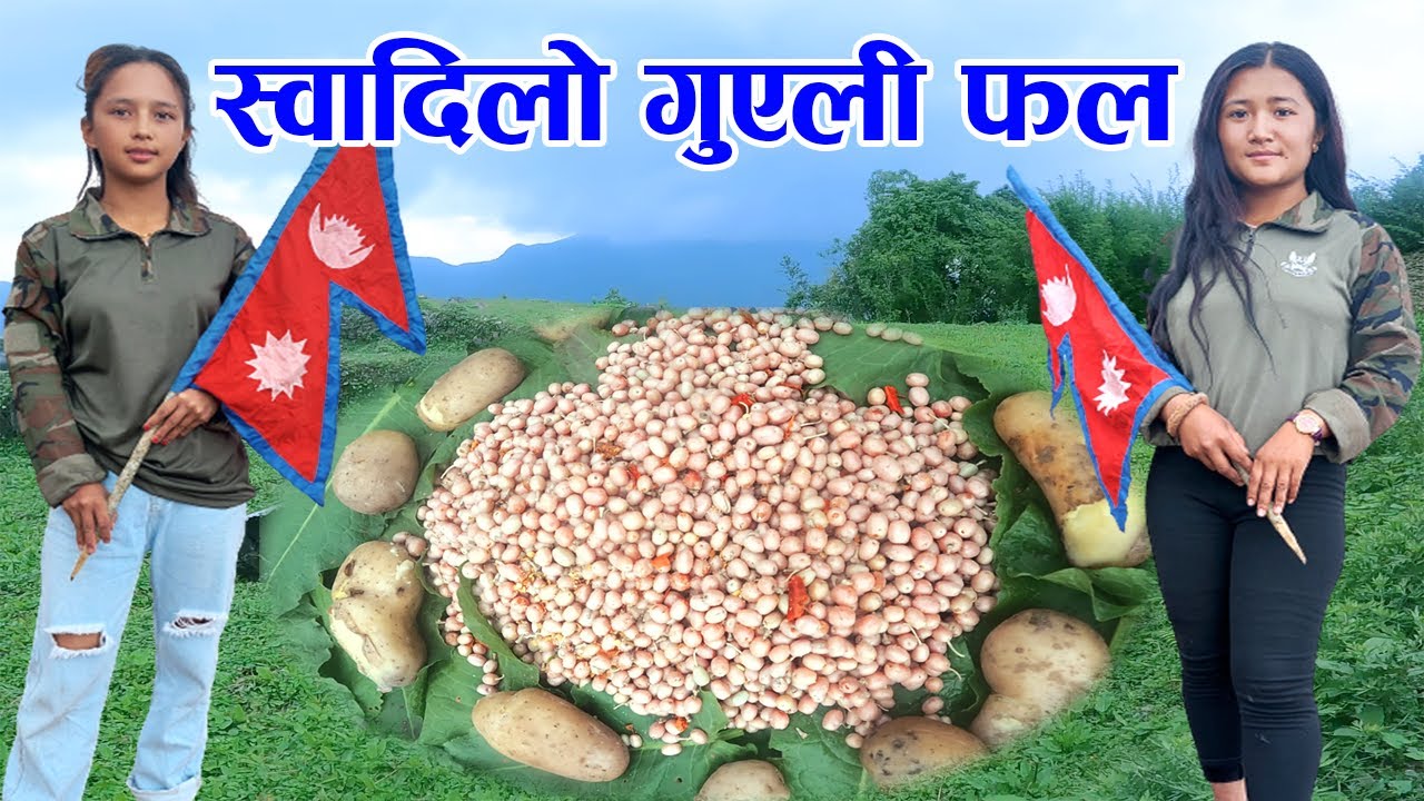 मिठाे गुएली फल 🍒 Guyeli fal pakyo 🍇 Datsonic Guyeli fruit in jungle 🍒 ...