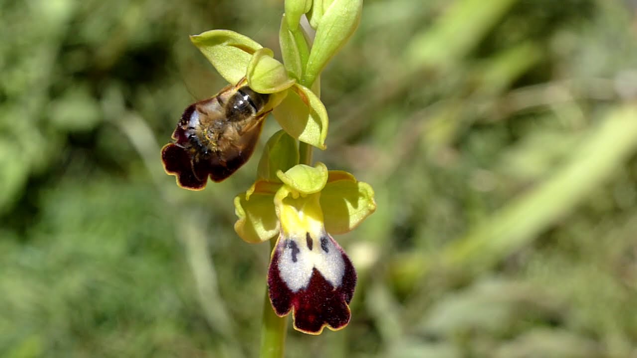Pseudocopulation of Ophrys lojaconoi by an Andrena-male - YouTube
