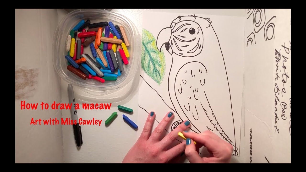 How to Draw a Macaw - YouTube