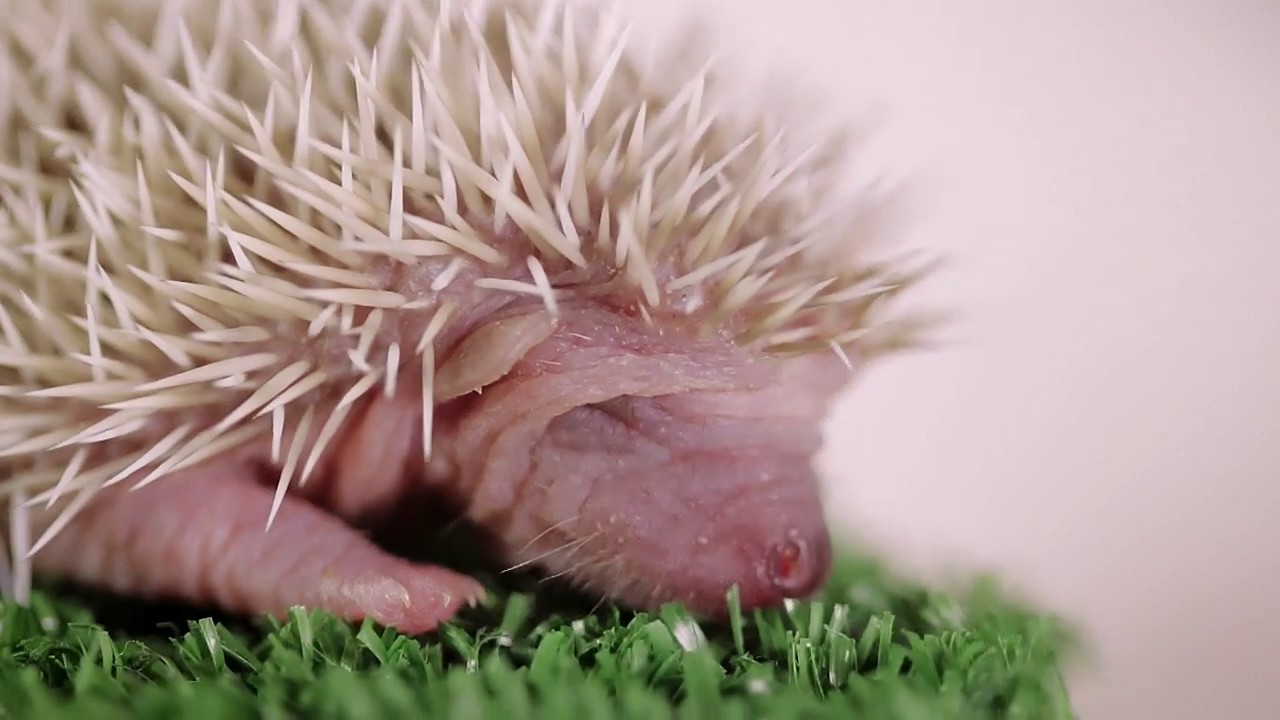 CLOSE UP - Baby Hedgehogs - YouTube