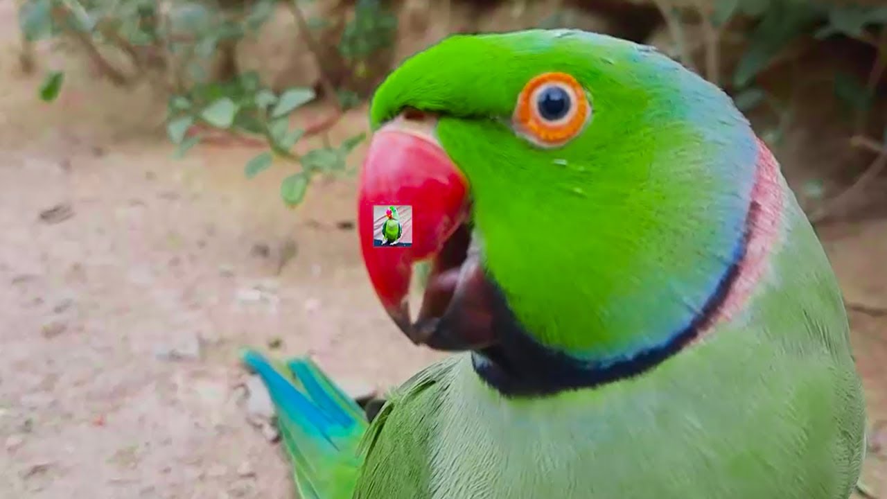 Amazing Smart And Cutest Green Talking Parrot | Funny Ringneck Speaking ...