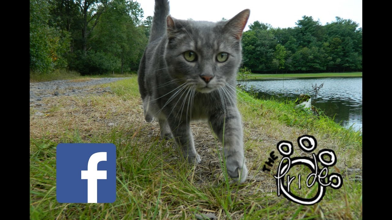 Adventures of Budz the cat - YouTube