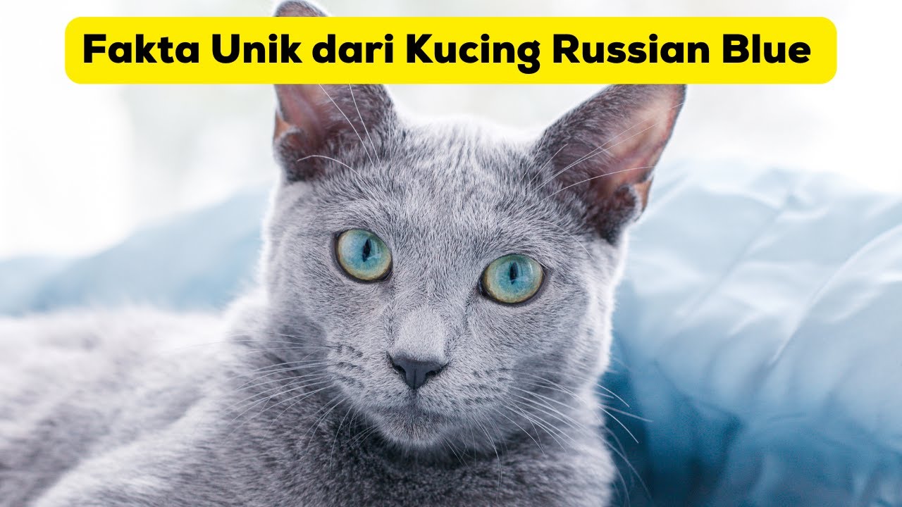 Fakta Unik dari Kucing Russian Blue / Unique Facts about Russian Blue ...