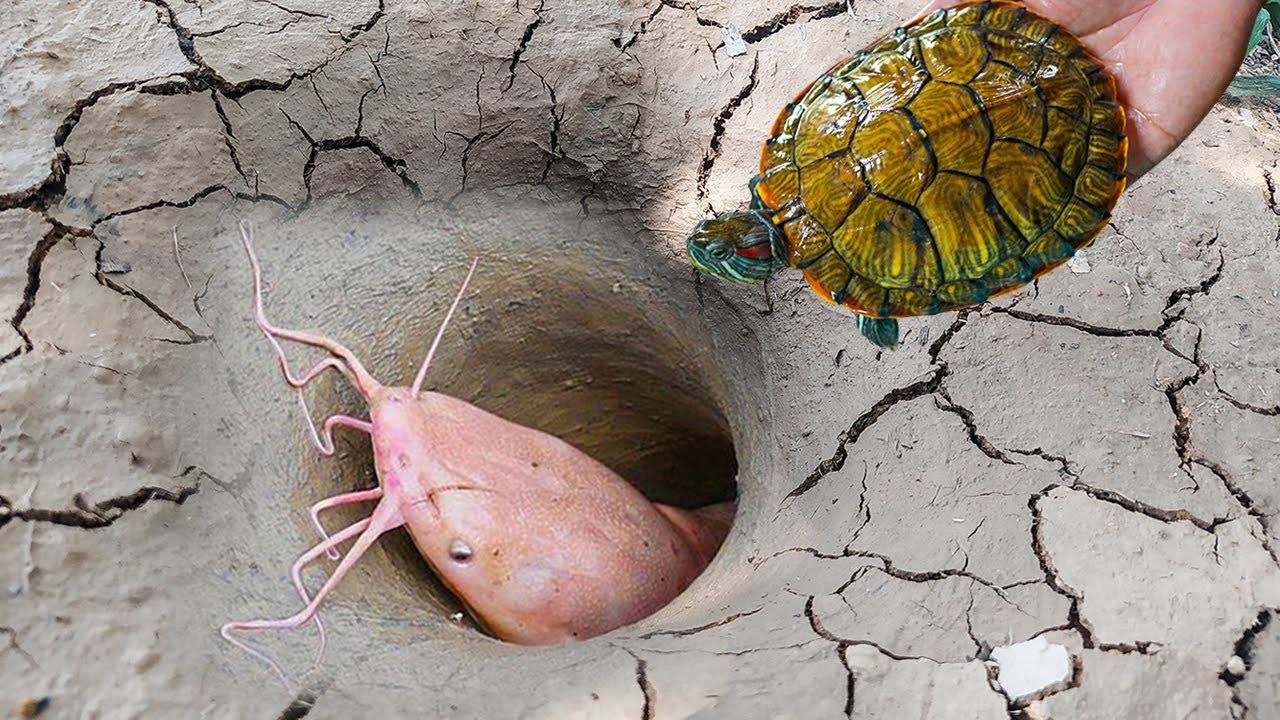 Unbelievable Fishing Techniques | Turtle Best Fishing Fishing | How to ...