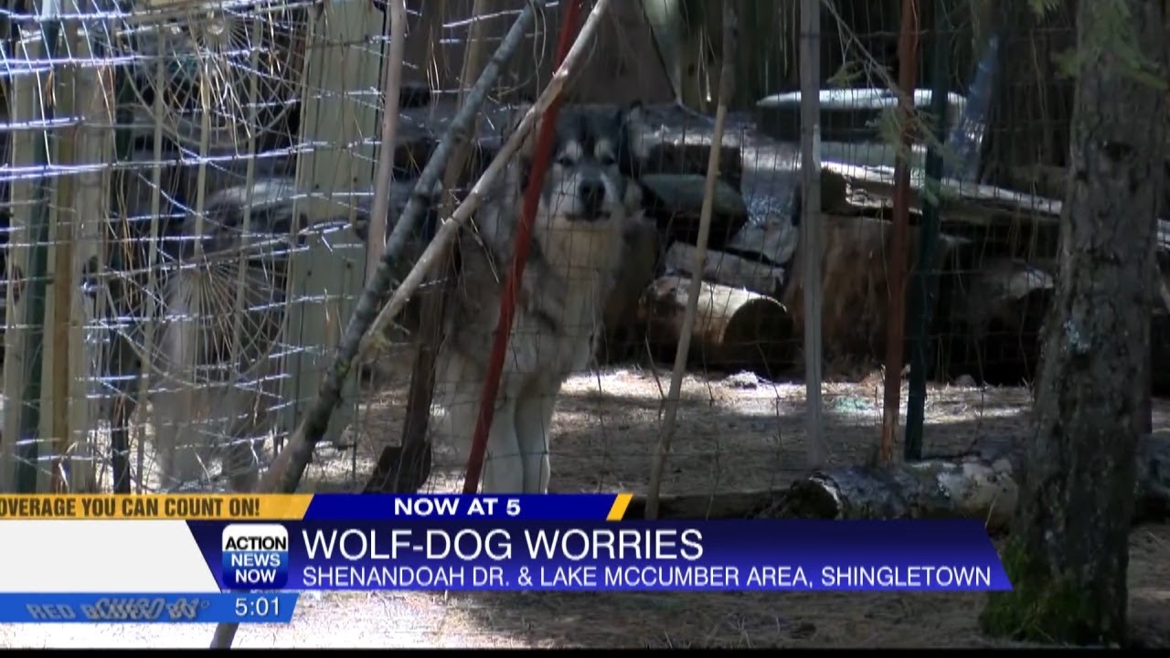 3 adult Wolf-dog hybrids still on the loose in Shasta County - YouTube