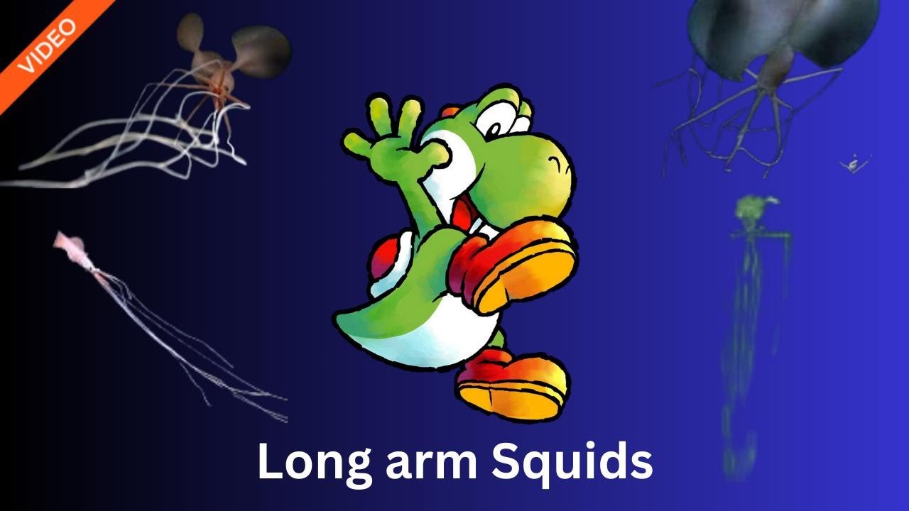 Magnapinna Squid footage mini completion - YouTube