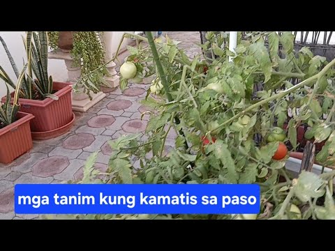 Mga tanim kung kamatis sa paso - YouTube