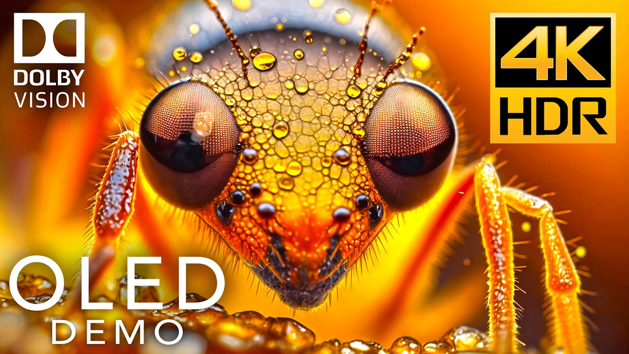 OLED TEST DEMO | 4K HDR 60fps | Dolby Vision (8K / 4K TV) - YouTube