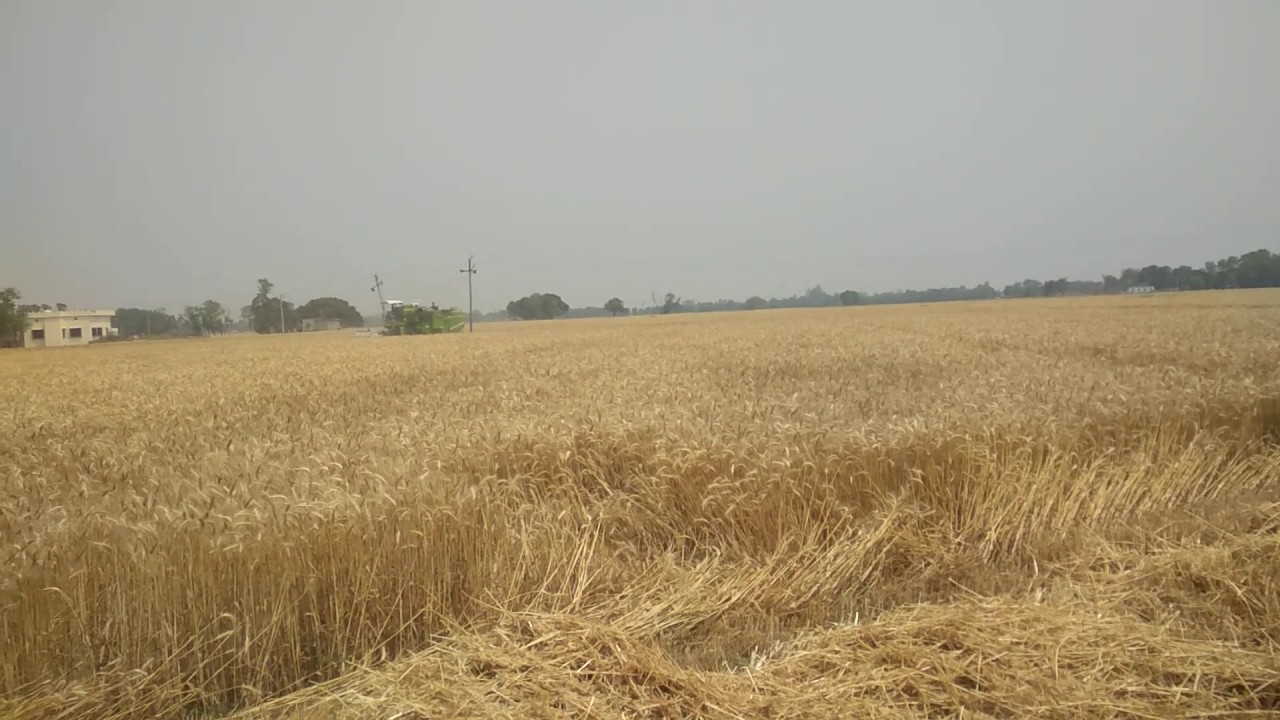 gehu ki fasal ki katai - YouTube