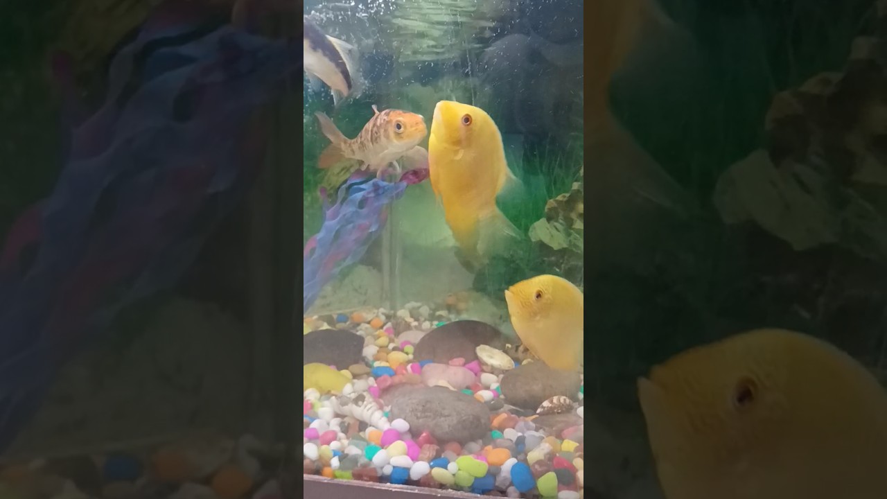 Fish Dance Video - YouTube