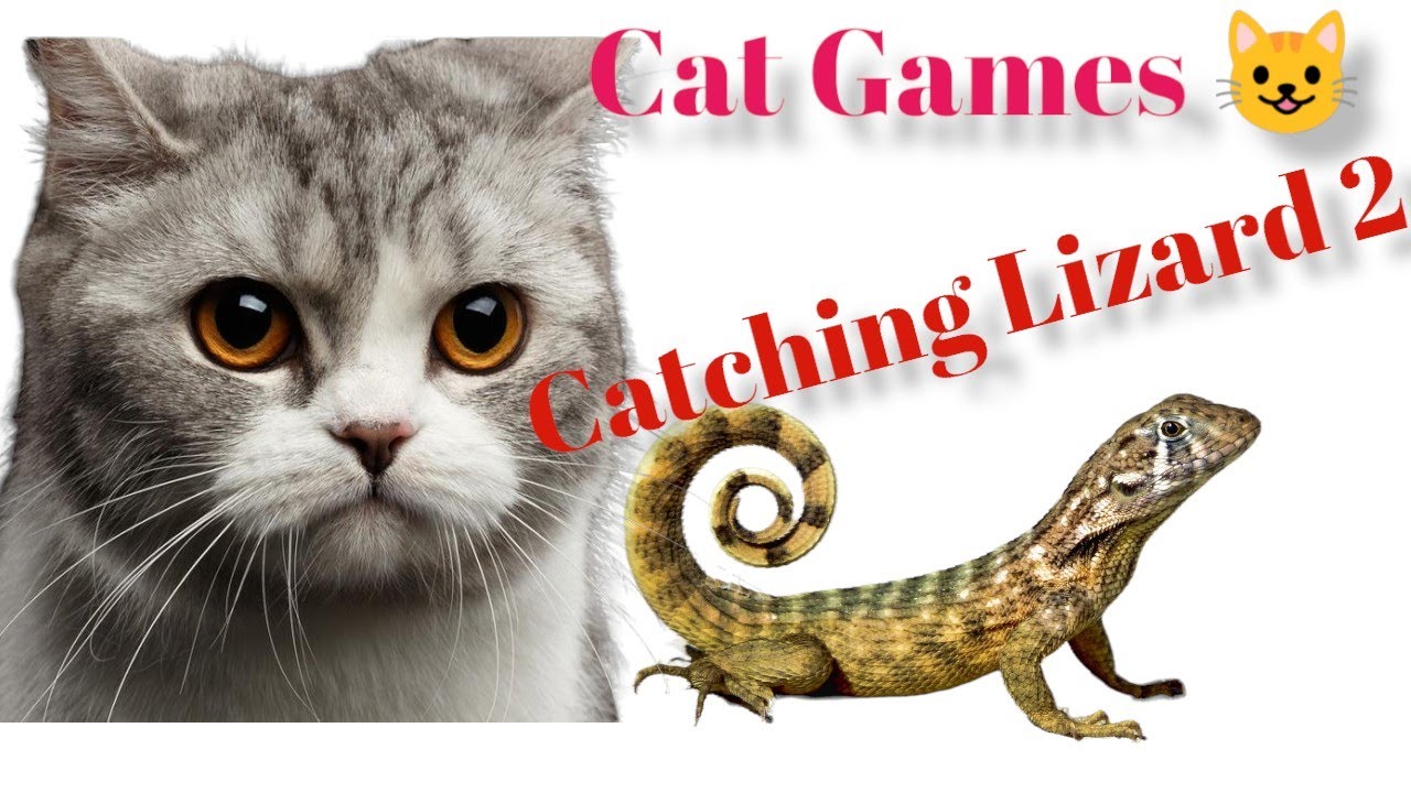 CAT GAMES 😺😻 Catching Lizard 2 - YouTube
