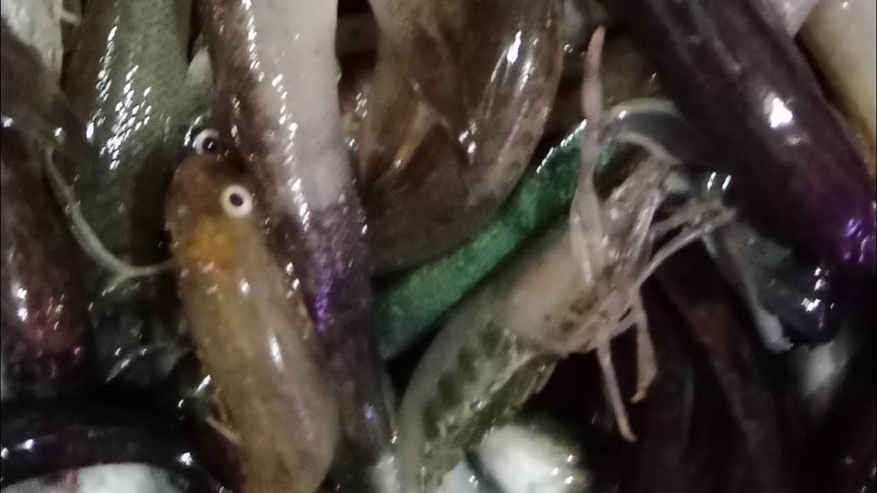 Mister Madayag Vlog is live! #cleaning palileng fish from the Abra ...