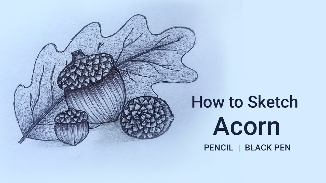 How to draw acorn step by step | Nut | Ice Age - YouTube