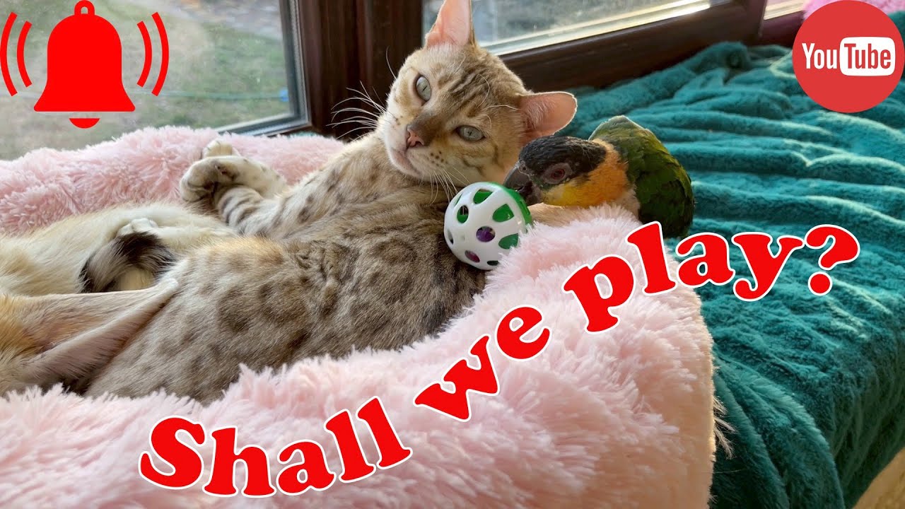 It's a pleasure to watch the Elvis parrot play with the ball like a ...
