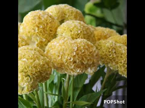 Nurcan Opel eli zilliye////Aydın bektaş@youtube abone olun beğenin paylaşın