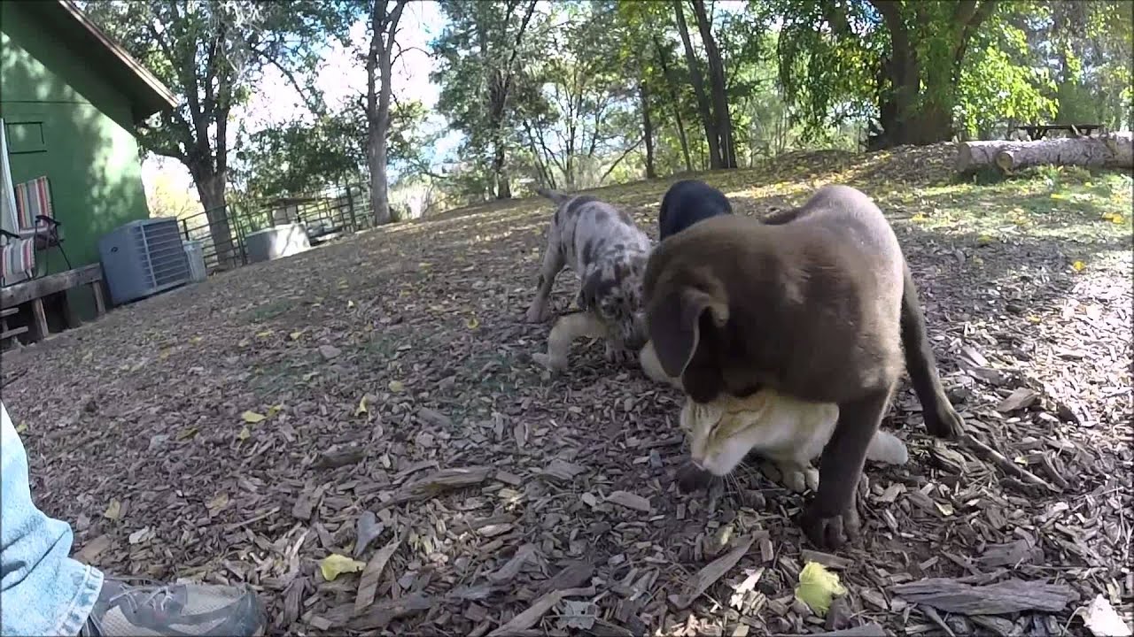 Lancelot the cat - YouTube