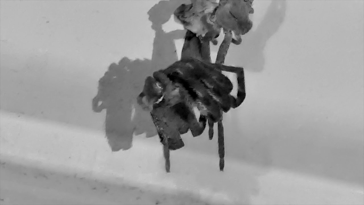 Wolf Spider Molting - YouTube