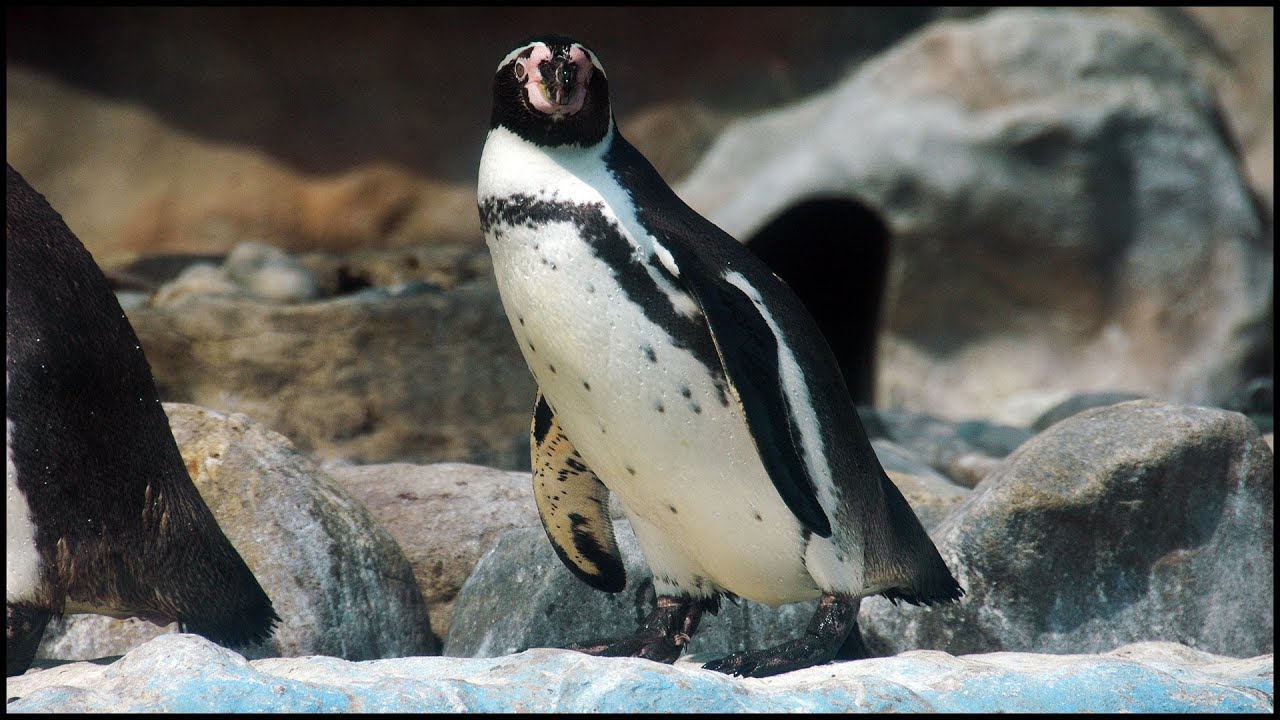 Types of Penguins (Spheniscidae) - YouTube