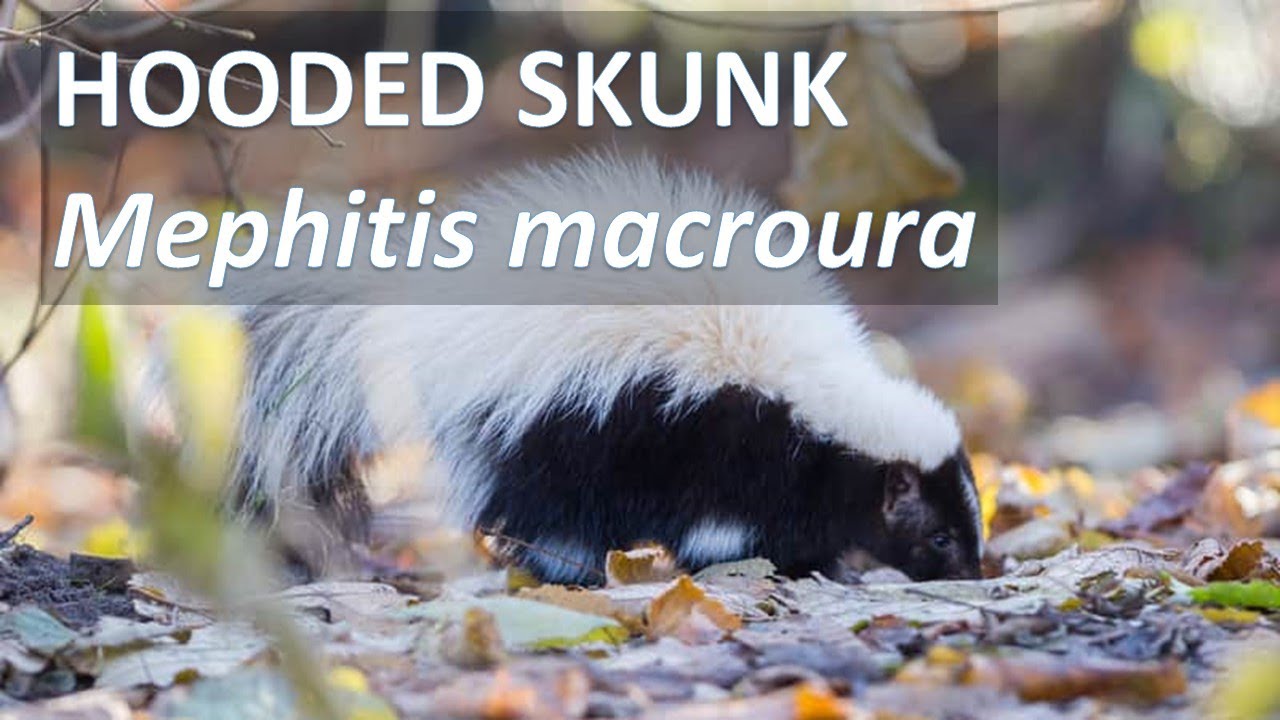 HOODED SKUNK Mephitis macroura at Maramec Spring Park, St James ...