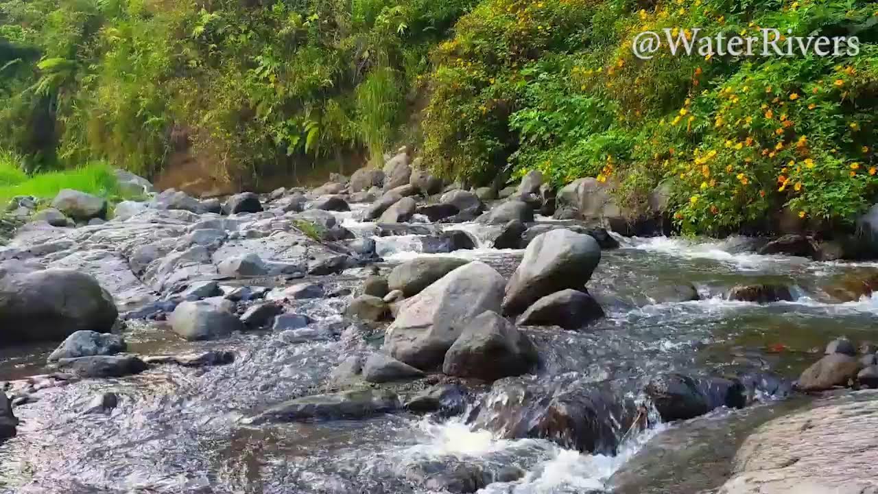 Babbling brook Nature Sounds Trickling Forest Creek Water sounds for ...