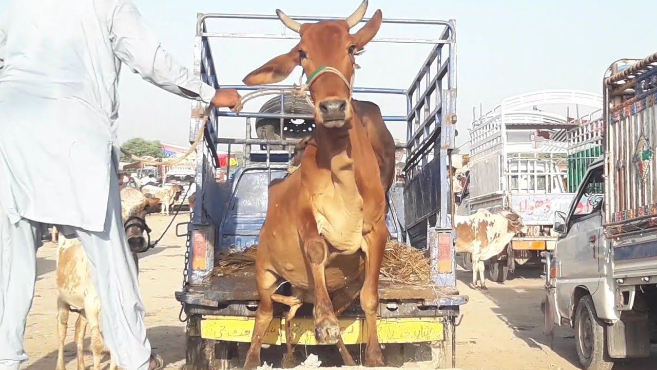 Big cow Persian unloading ,, beautiful cow,, Popular cow or bulls ...