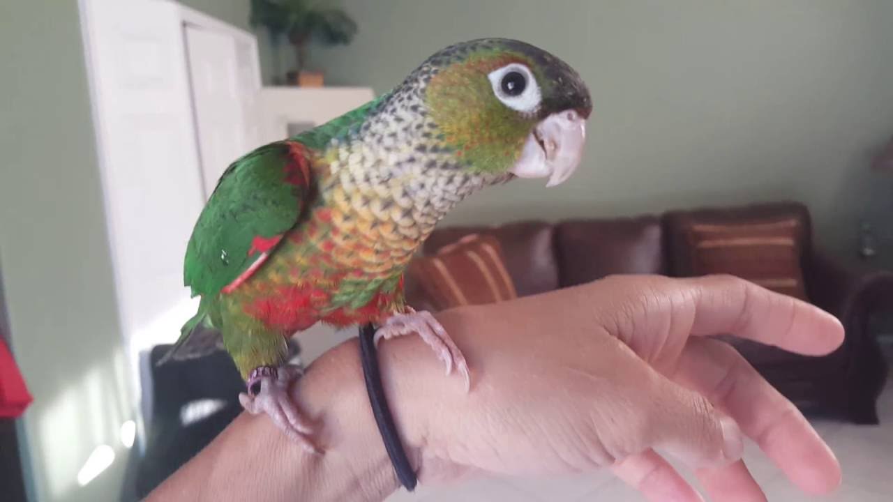 Opaline Black Capped Conures 9-10-2016 - YouTube