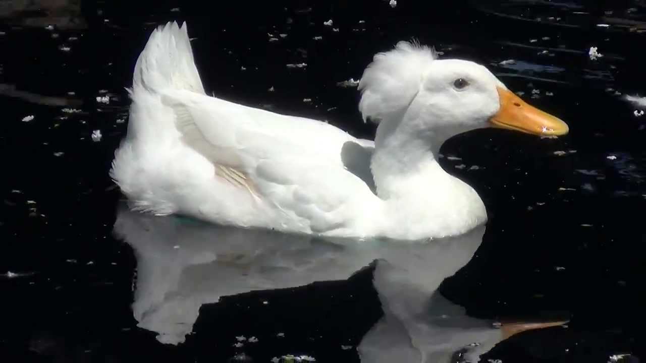 Albert Einstein Duck - Albert Duckinstein - YouTube