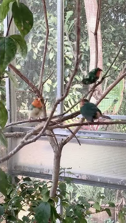 Sea Green Parrot Finches In Aviary Youtube