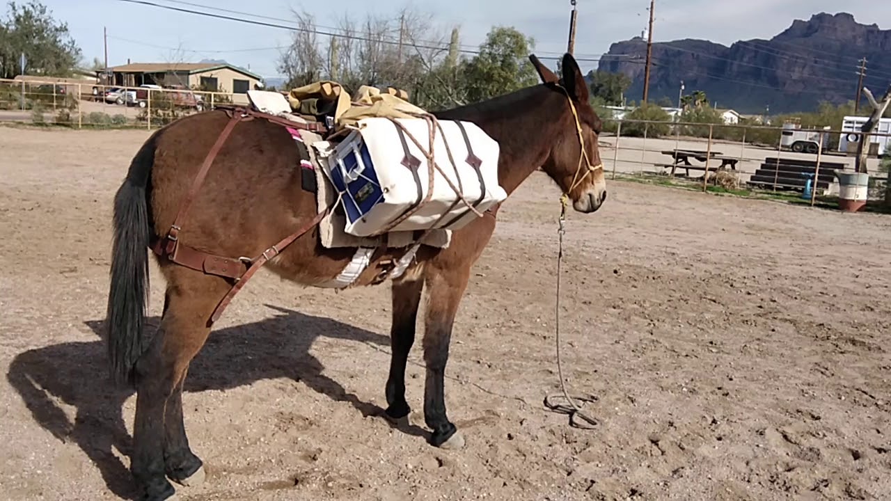 Belle's 1st Pack Training Lesson With Lash Cinch On 01-01-20 - YouTube