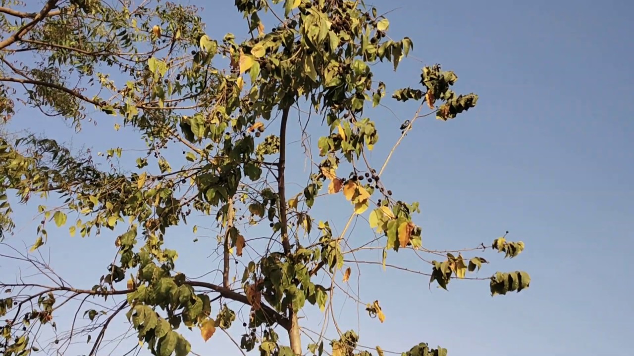 Rudraksh Tree at KV Banswara Rajasthan India - YouTube