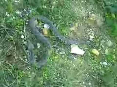 GURZE DAŞ SALAHLIDA GİLLİKDE
