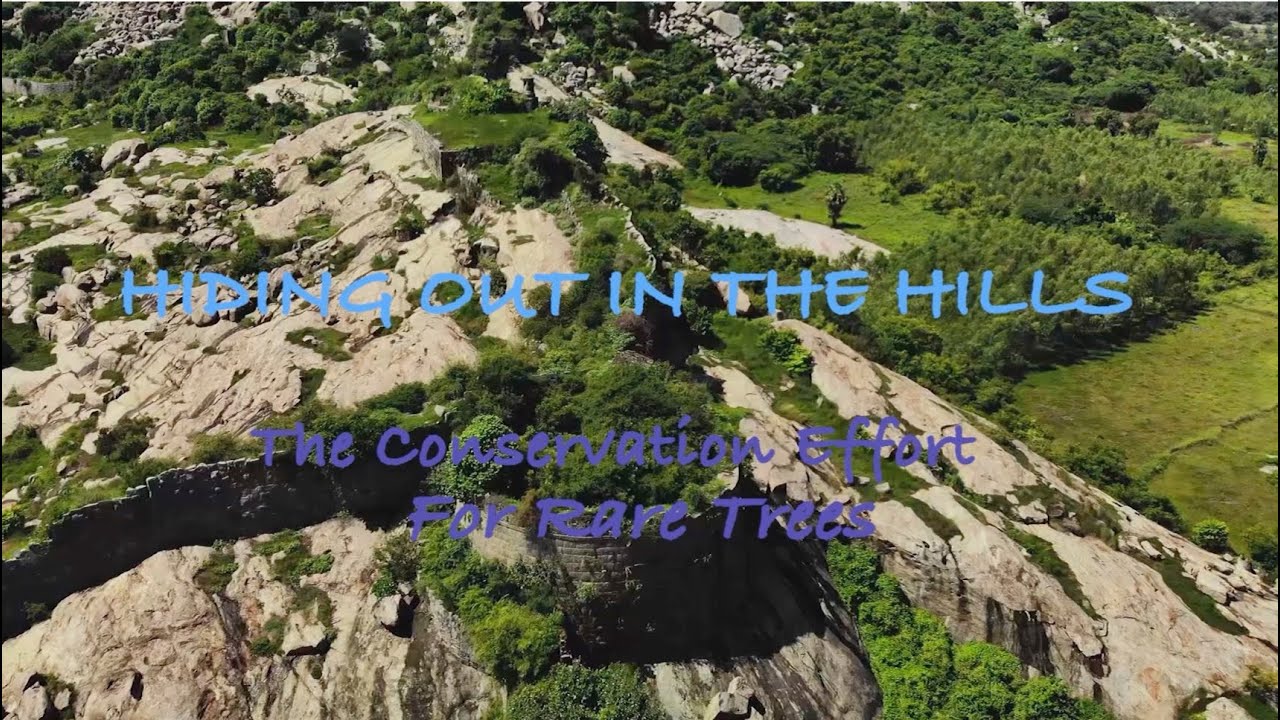 Hiding out in the Hills - the conservation of rare trees - YouTube