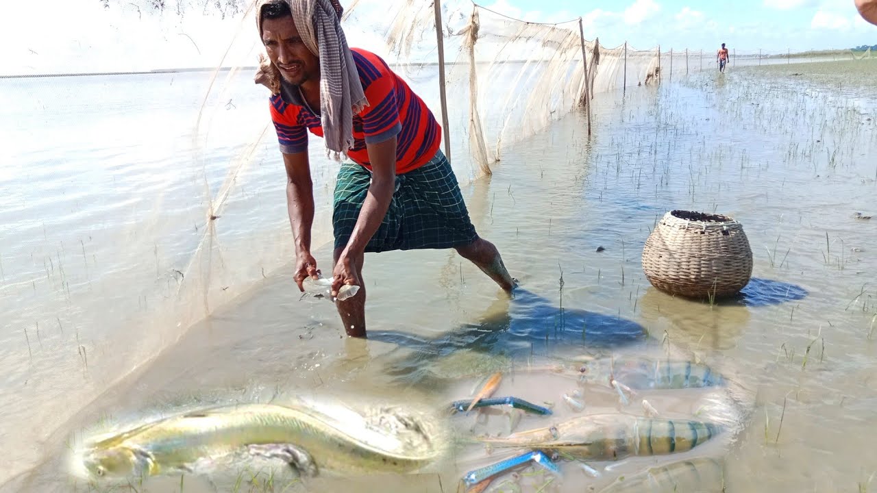 Fishing Video!! Big Boal & Koral Fish Hunting By River Side।।Rainy day ...