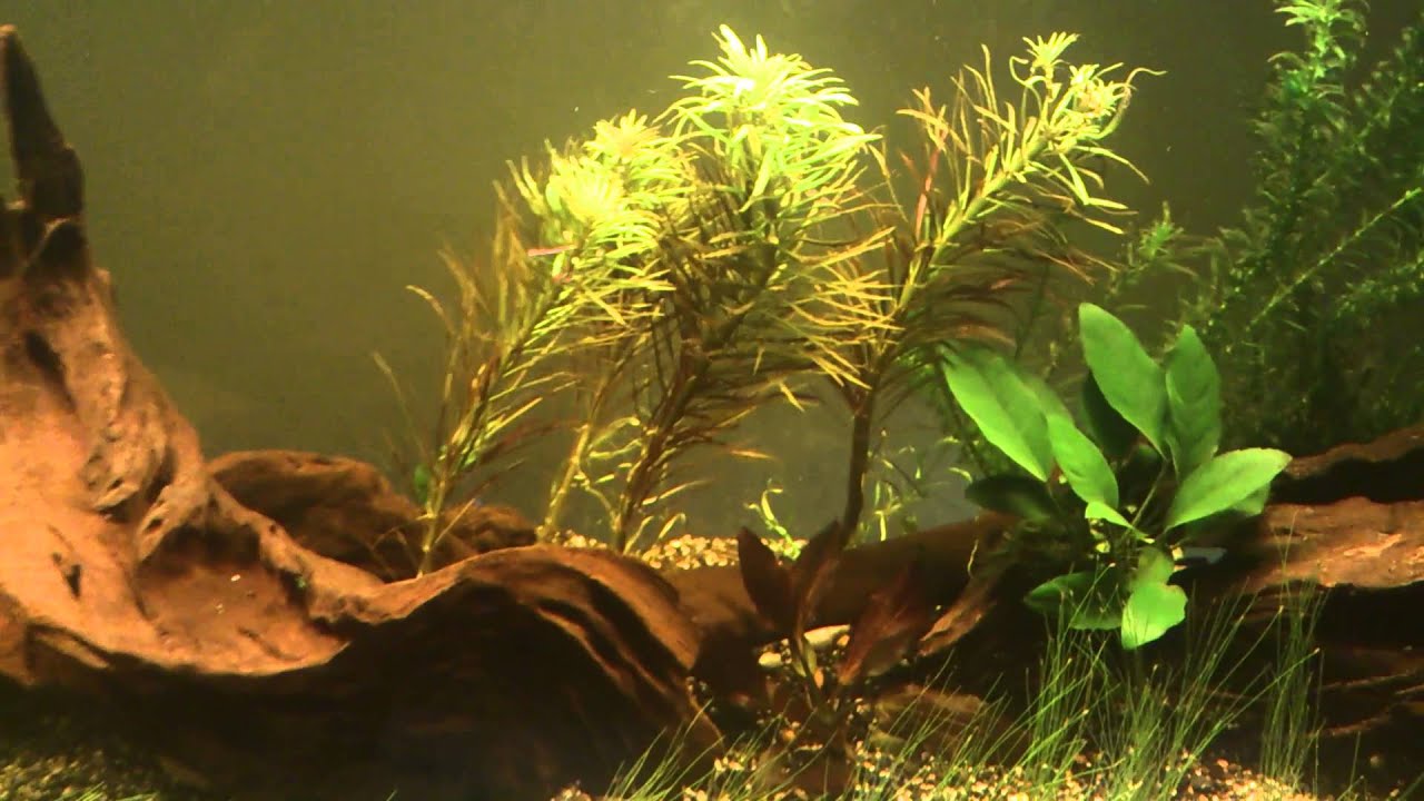 Australian Bass/Cod fingerlings in planted tank - YouTube
