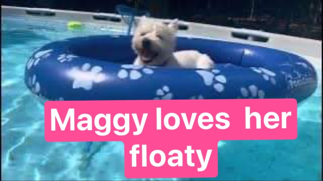 #maggie #westie #dog loves her new float - YouTube
