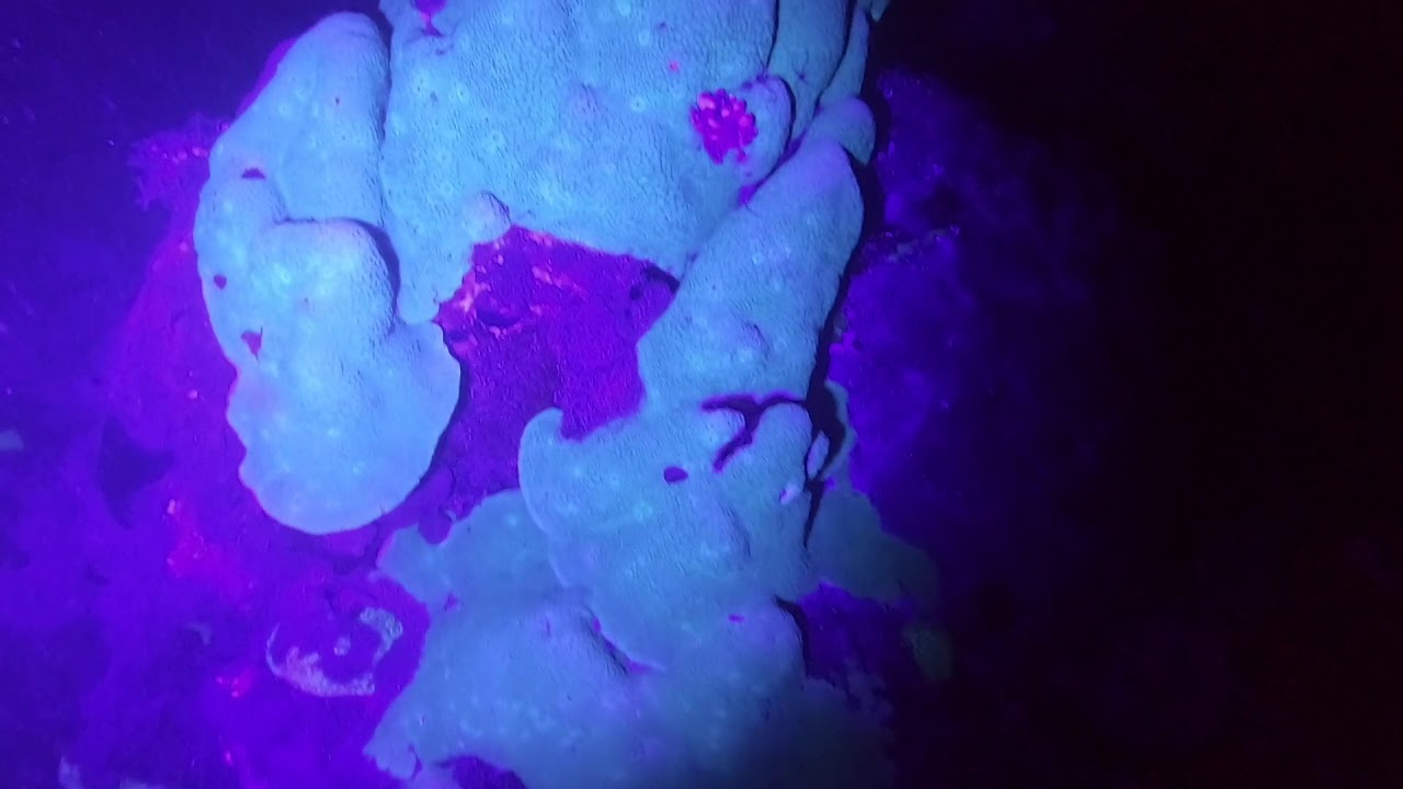 ultraviolet night dive, bioluminescence, glowing coral - YouTube